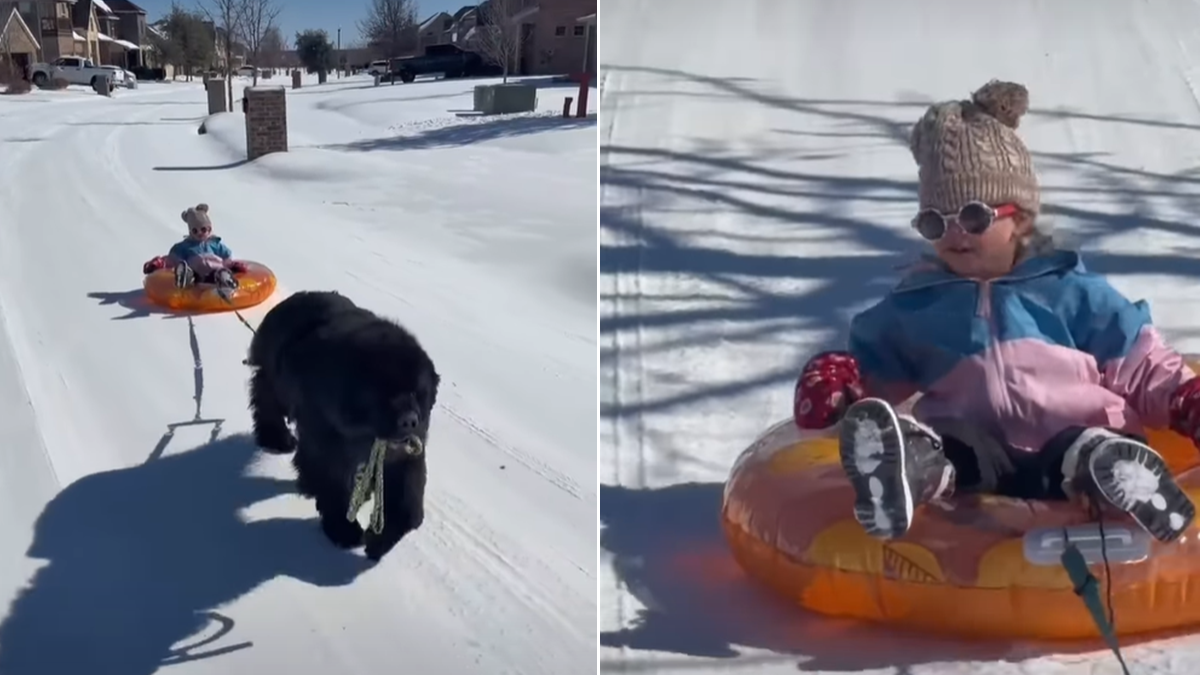 Video Shows Big Dog Helping Tiny Human Experience Sledding - DogTime