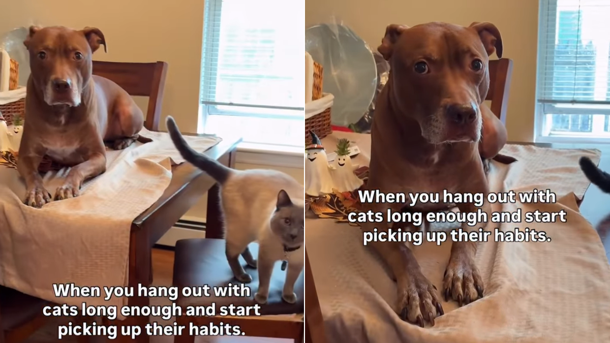 Video: Dog Starts Acting Like a Cat After Living Together - DogTime