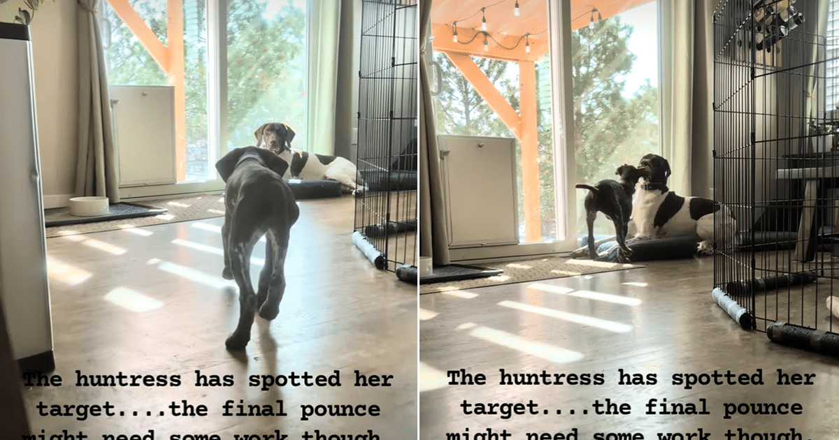 Video: Dog Slow-Walks Toward Sibling Before a Pounce That Doesn't Land ...
