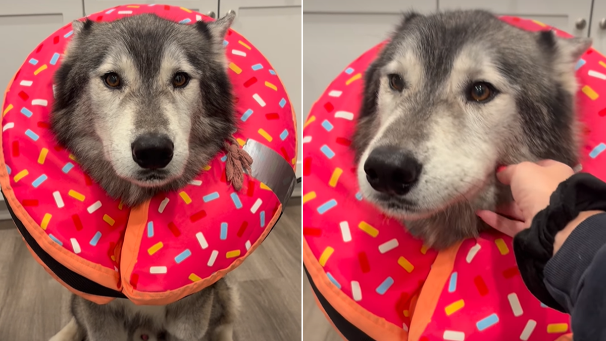 Video: Dog Is Very ‘Sad’ After Mom Lures Him Into Taking Pills - DogTime