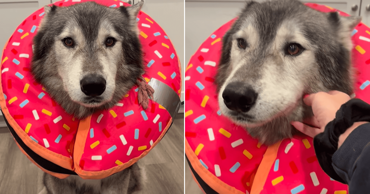 Video: Dog Is Very ‘Sad’ After Mom Lures Him Into Taking Pills - DogTime