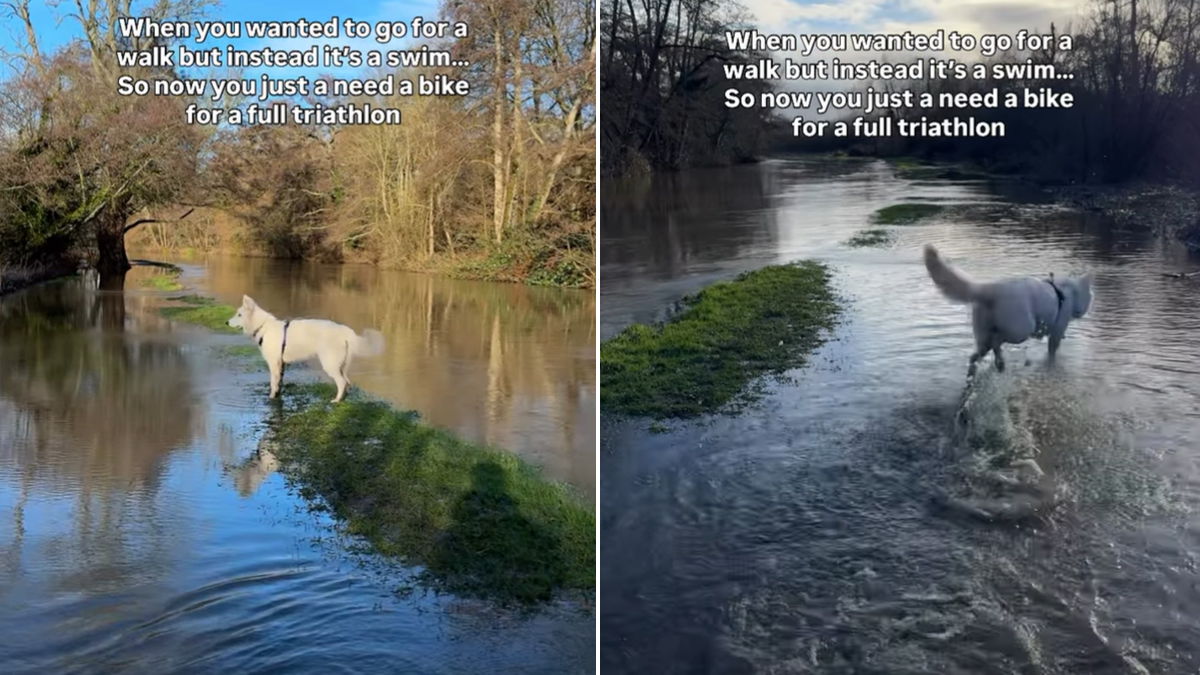 Dog Gets to Swim on His Walk in Adorable Video - DogTime