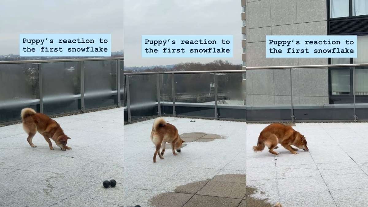 Dog Gets Zoomies After Inspecting First Snow, in Cute Video - DogTime