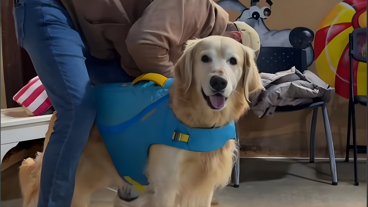 Video: Golden Retriever's 'First Pool Party' Ends Hilariously - DogTime