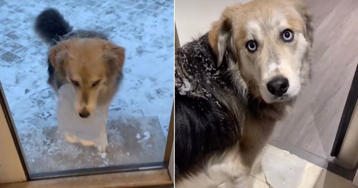 Video: Dog Casually Carries a Chunk of Ice Inside the House - DogTime