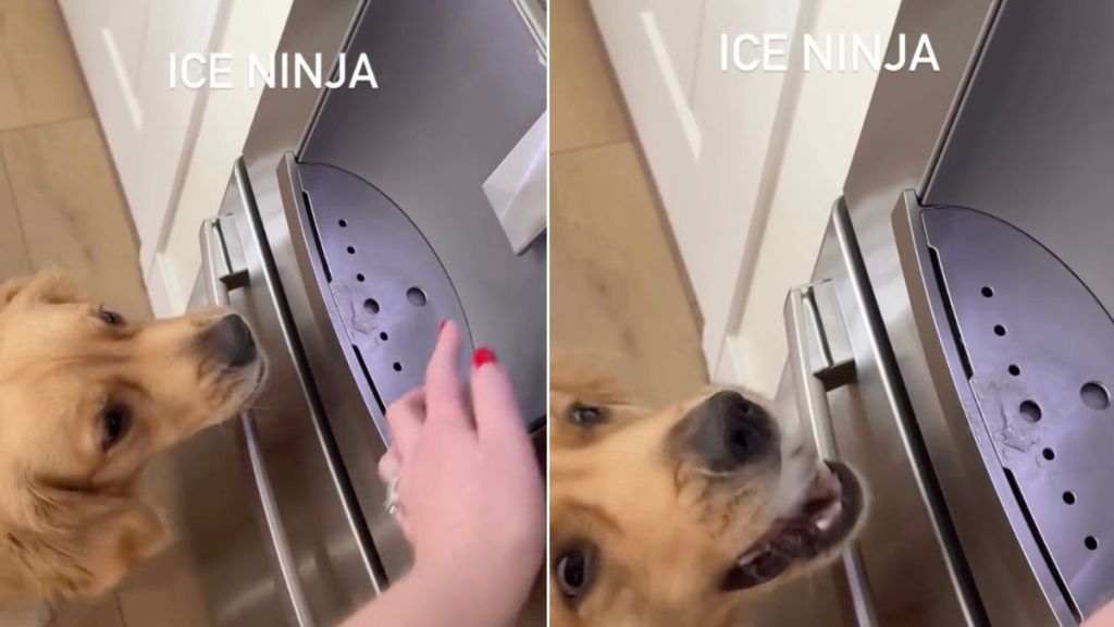 Video: Golden Retriever’s ‘Ice Ninja’ Skills Are Tough To Beat - DogTime