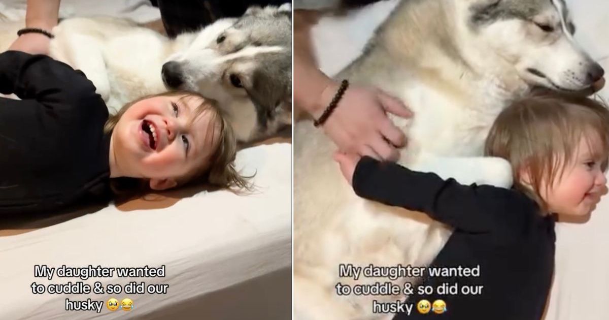 Video of Husky Cuddling With a Kid Will Make Your Day - DogTime