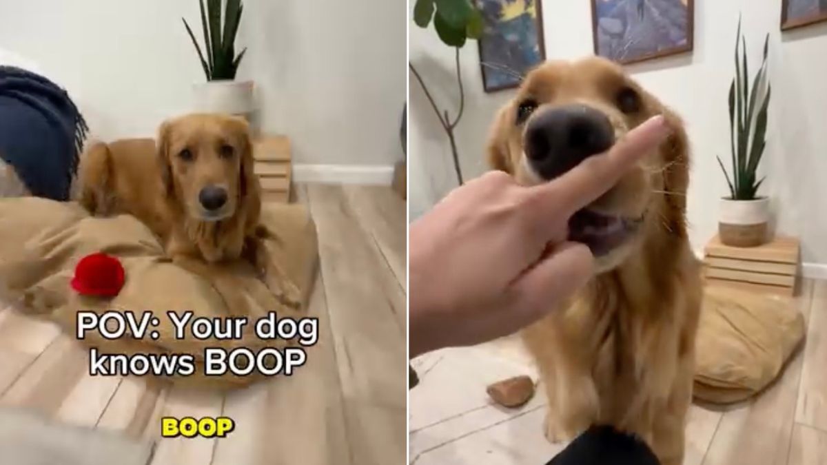 Video: Golden Retriever Is ‘Enthusiastic’ About Getting Nose ‘Booped ...