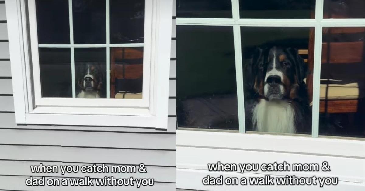 Video: Dog Catches Mom & Dad on Walk Without Him - DogTime