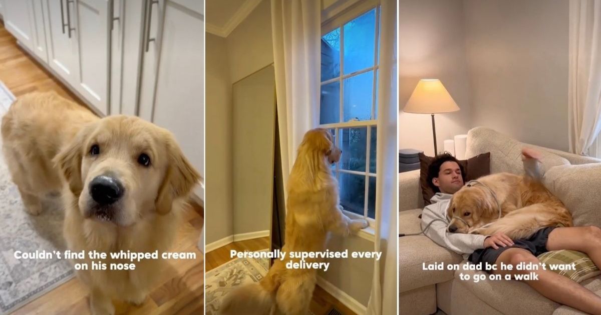 Video: Owner Lists Funny Things Golden Retriever Did One Week - DogTime