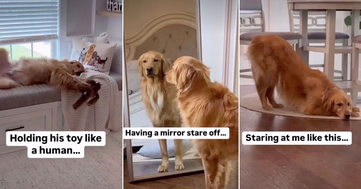 Owner Catches Golden Retriever Doing the 'Weirdest Things' - DogTime