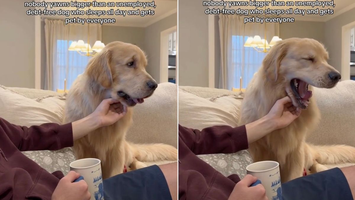 Video: Golden Retriever Takes Big Yawns While Getting Chin Rubs - DogTime