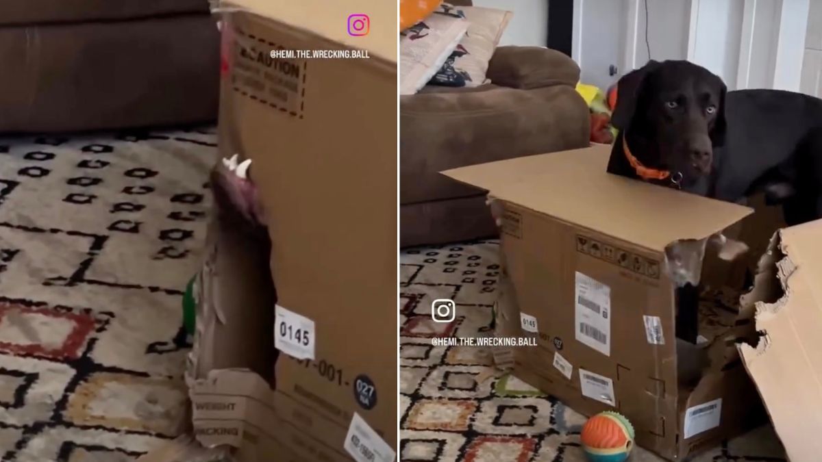 Video Captures Dog's Mission to Chew Through a Box - DogTime