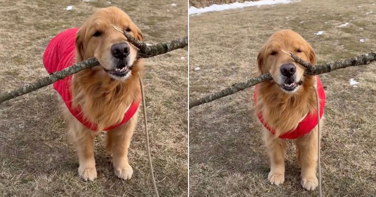 Video: Golden Retriever Strikes a Pose With His Stick - DogTime