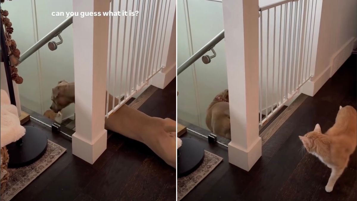 Video: Dog's Crawl Under Baby Gate Impresses the Internet - DogTime