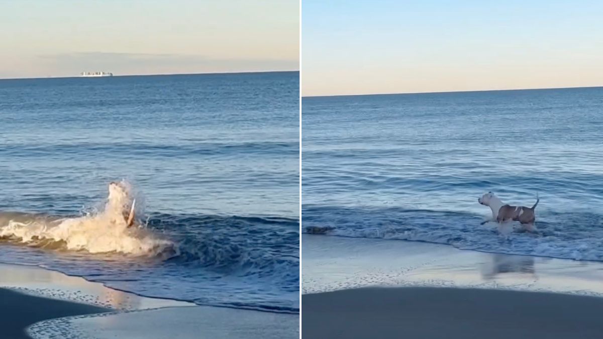 Video: Rescue Pit Bull's First Time at a Beach Ends Unexpectedly - DogTime