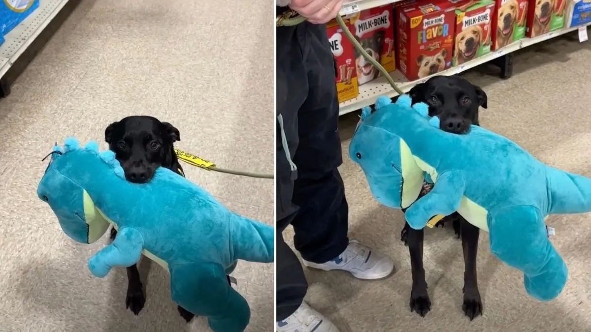 Video: Foster Dog Isn’t ‘Reactive’ if He Gets To Pick a Toy - DogTime