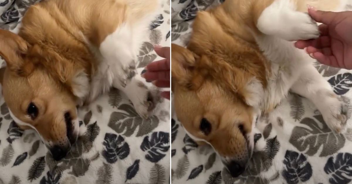 Video: Dog Respectfully Declines Owner’s Need for Emotional Support ...