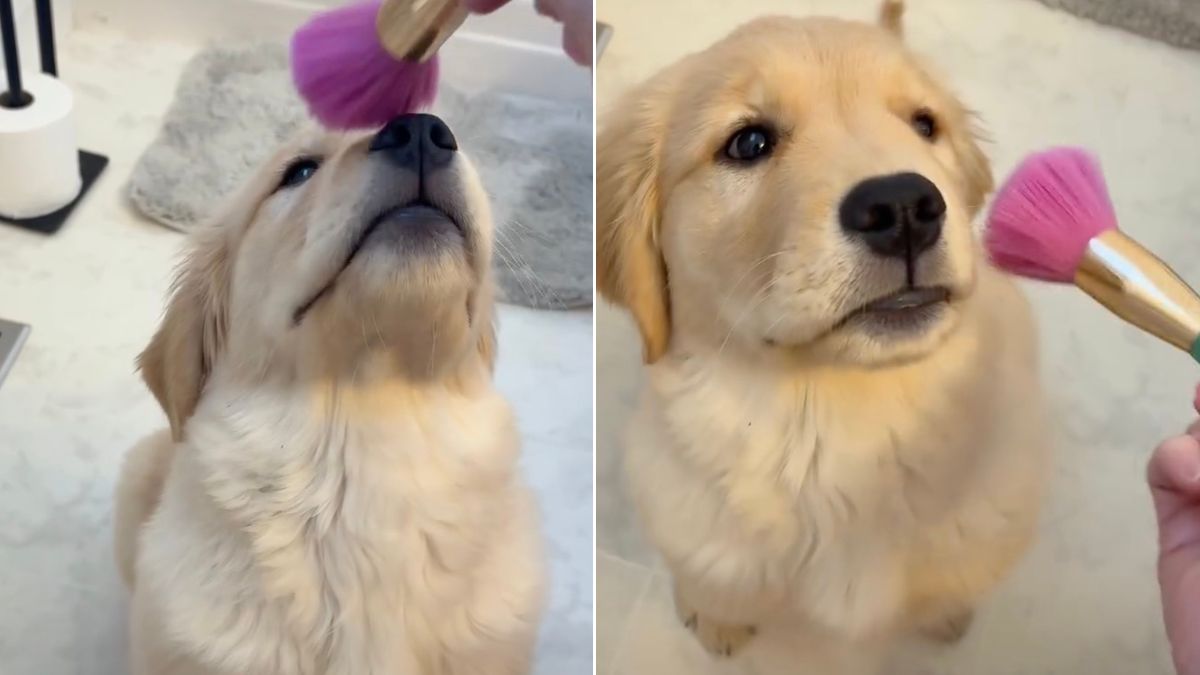Video: Golden Retriever Puppy Sweetly Waits Her Turn for Makeup - DogTime