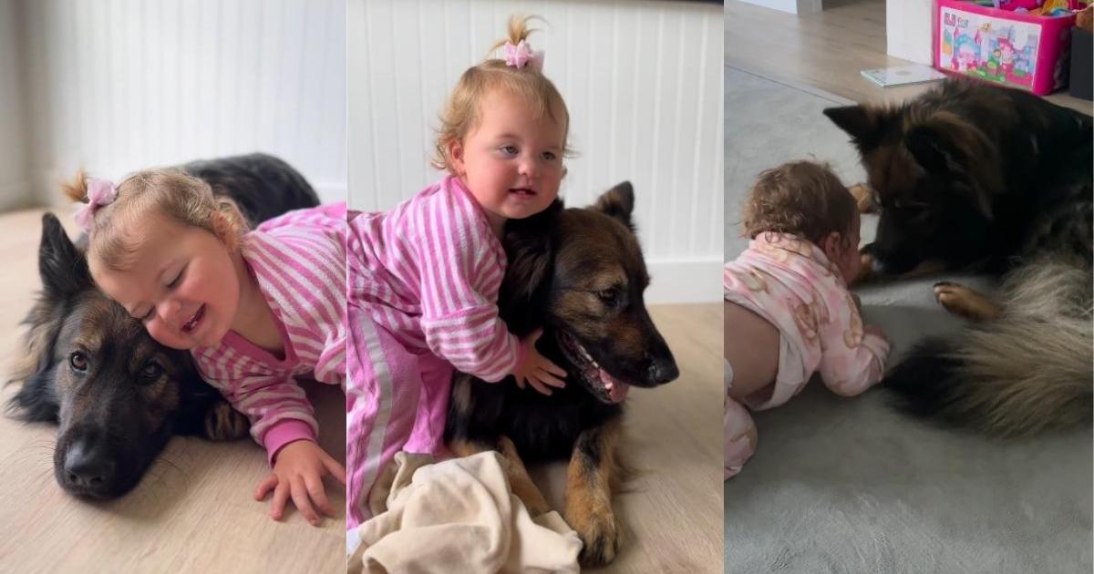 Video: Dog Is Extra Sweet to Little Girl as She Learns Gentle Touches ...