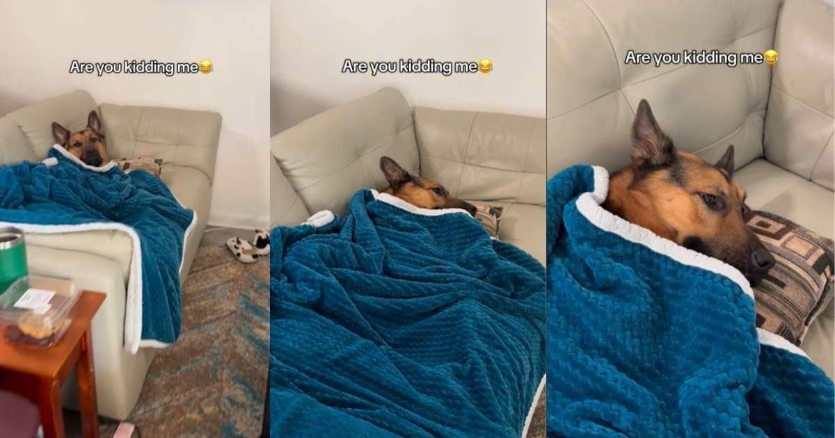 Video: Dog Is Living His Best Life Tucked in With Blanket & Pillow ...