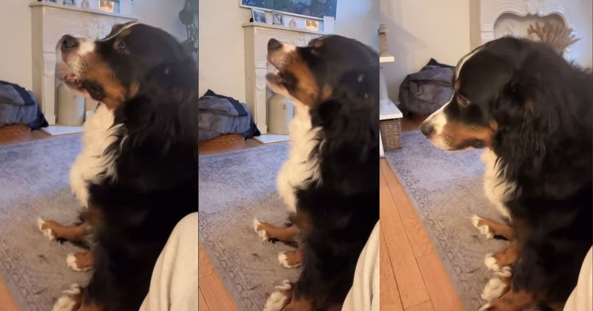 Video: Dog Reacts to Being Called a 'Big Guy' - DogTime