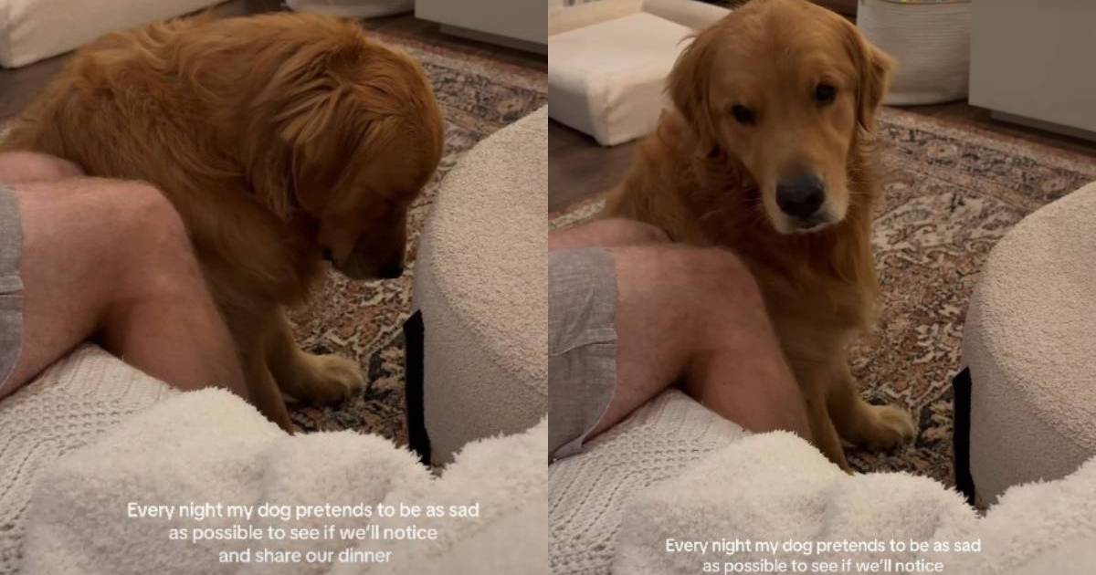 Video: Dog Pretends To Be Sad To Get Owners' Dinner - DogTime