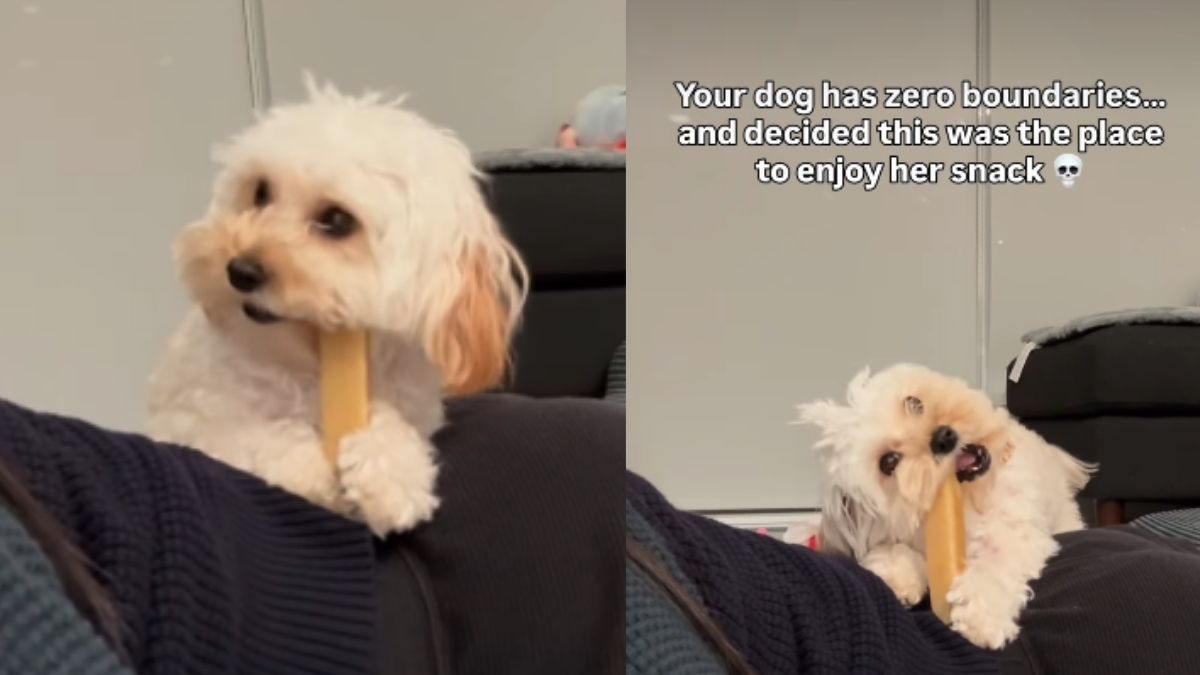 Video: Tiny Dog Uses Owner’s Back To Enjoy Her Snack - DogTime