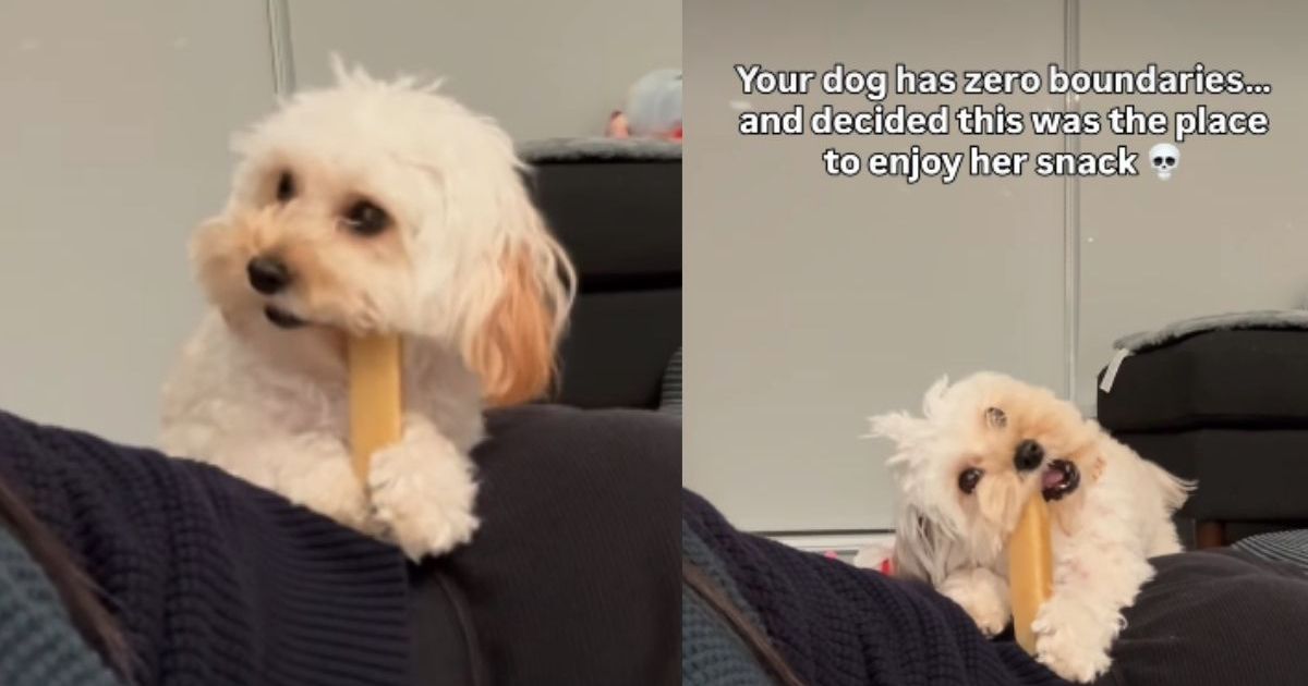 Video: Tiny Dog Uses Owner’s Back To Enjoy Her Snack - DogTime
