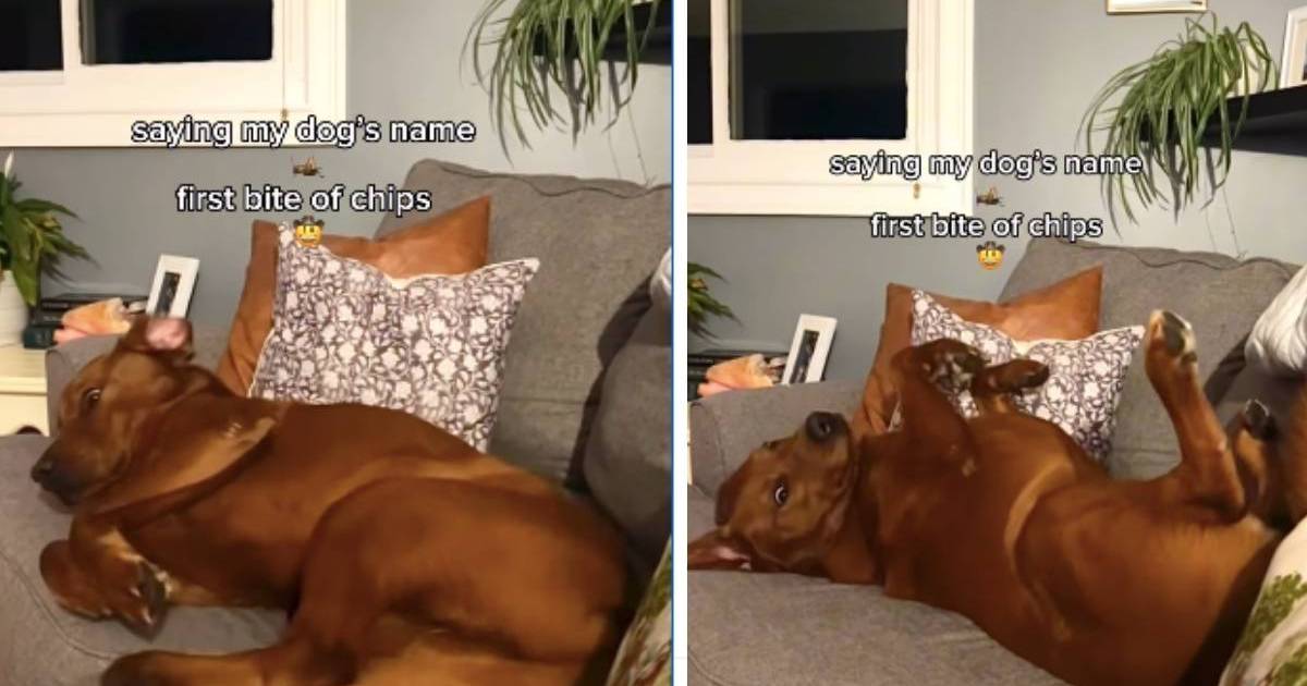 Dog Ignores His Name but Responds to the Sound of Chips in Funny Video ...