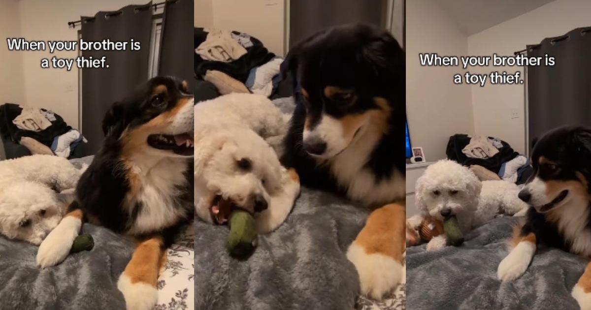 Dog Openly Steals Furry Sister's Toys in Cute Video - DogTime