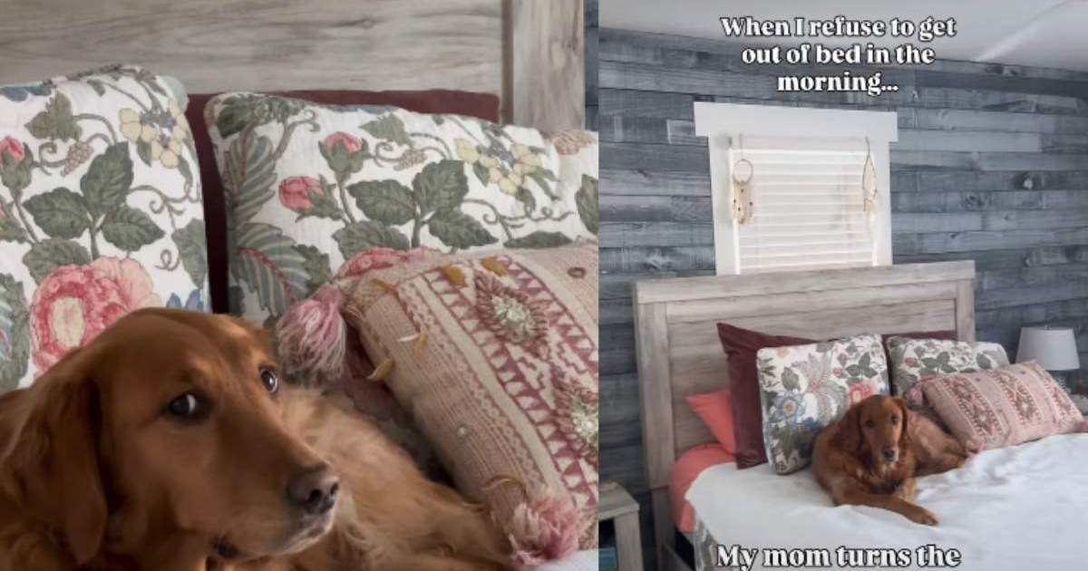 Video: Golden Retriever Reacts When Mom Does This to Get Her Out of Bed ...