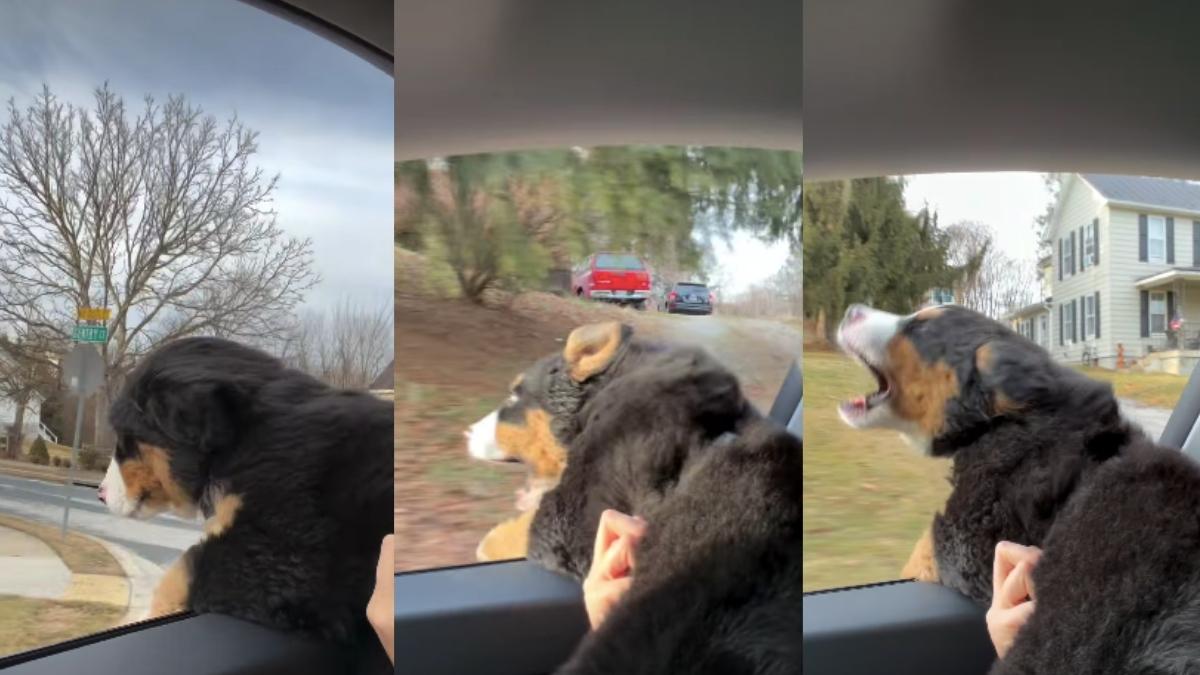 Video: Dog 'Discovers' Wind & Then This Happens - DogTime