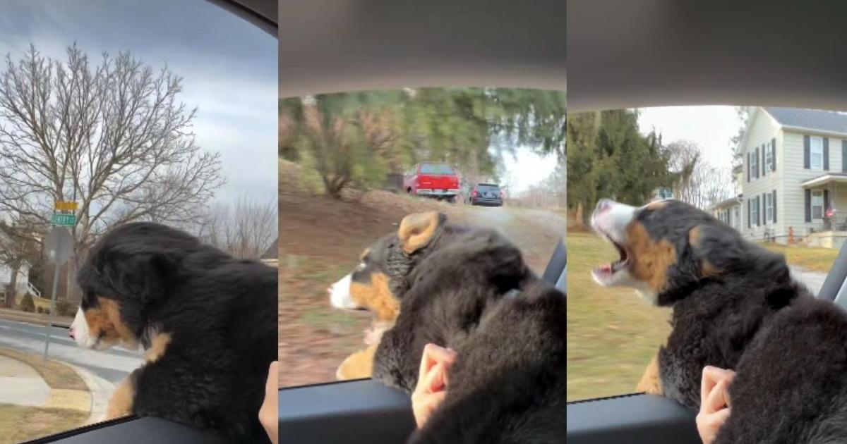 Video: Dog 'Discovers' Wind & Then This Happens - DogTime