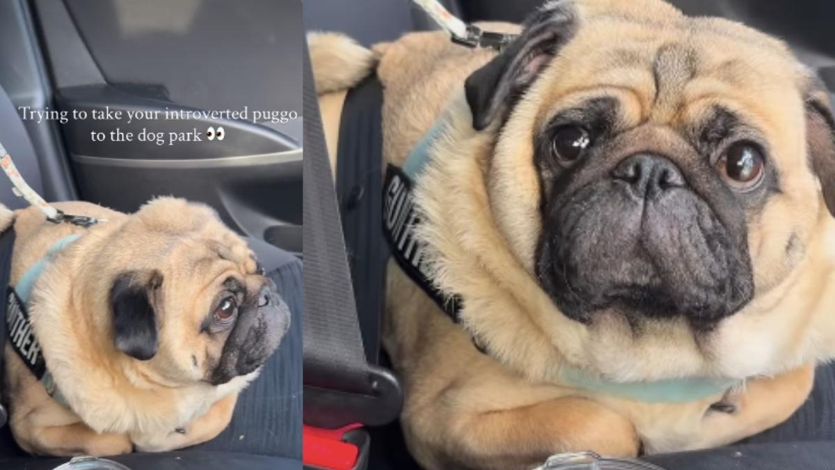 Video: ‘Introvert’ Pug Takes Lot of Convincing To Go to Dog Park - DogTime