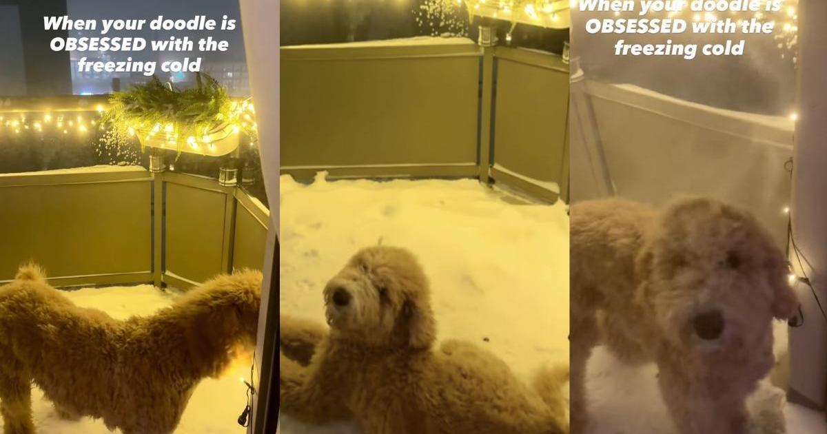 Video: Nothing Can Stop This Dog’s Obsession With the Freezing Cold ...