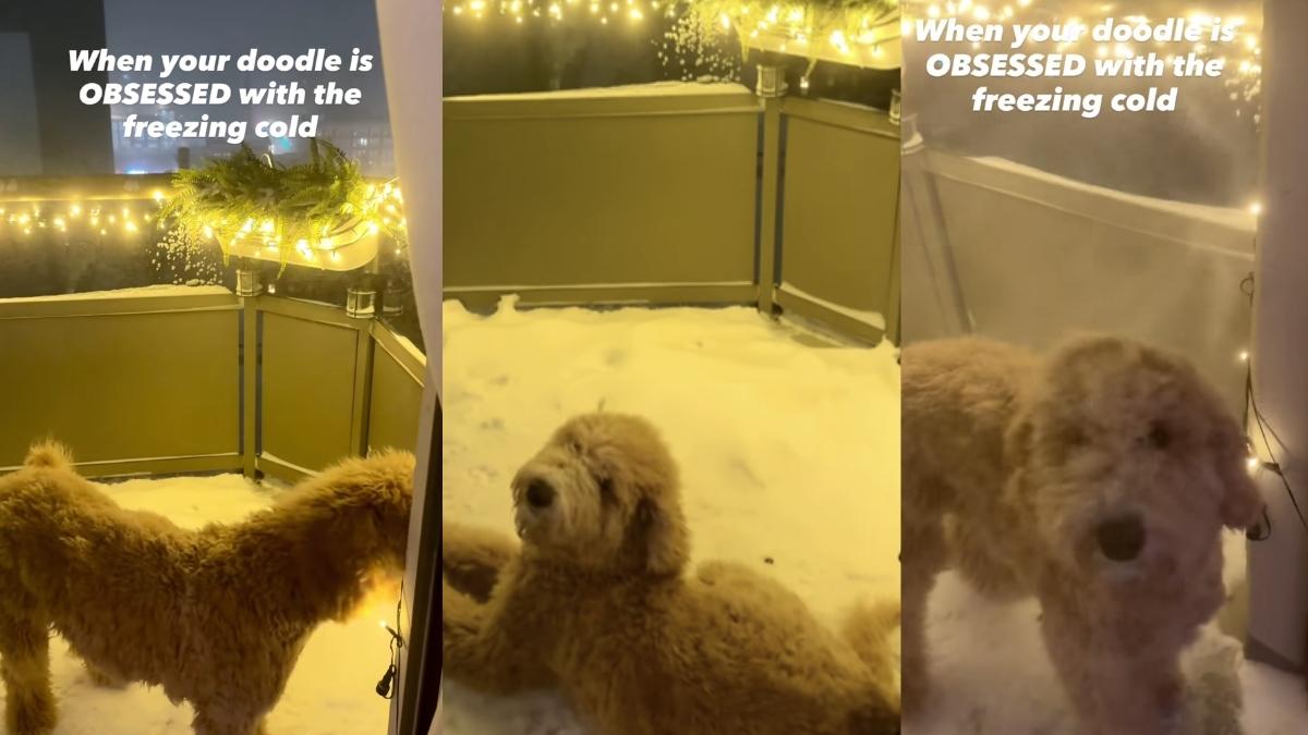 Video: Nothing Can Stop This Dog’s Obsession With the Freezing Cold ...