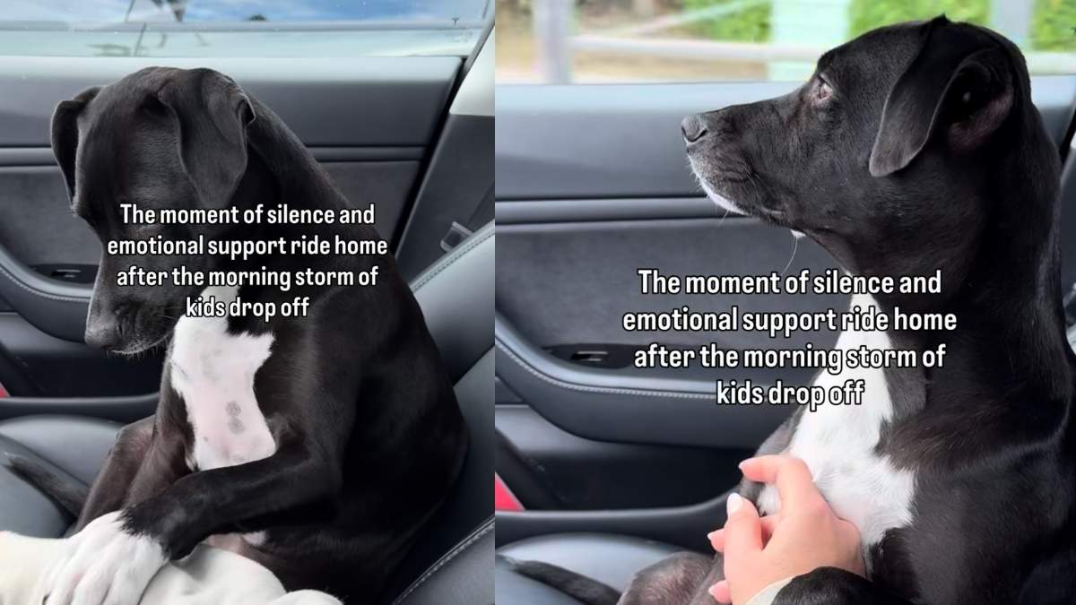 Video: Dog Takes a Moment to Process the Silence After School Drop-Off ...