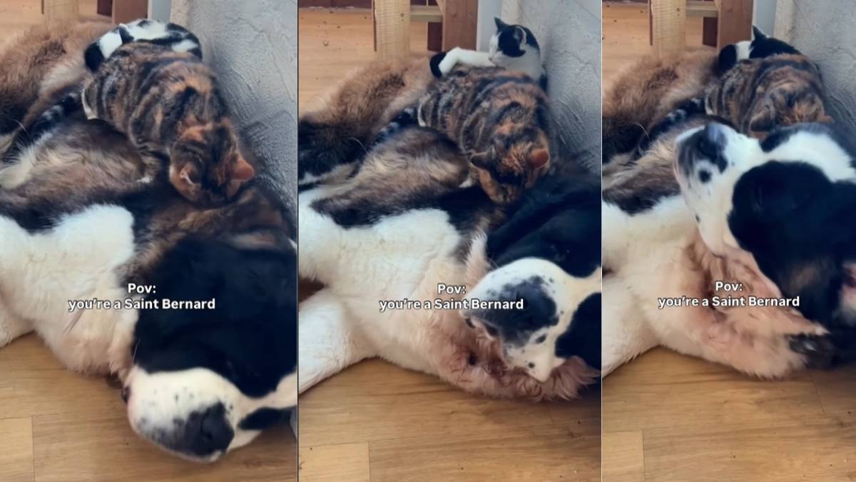 Big Dog Allows Cats to Nestle on Him in an Adorable Video - DogTime