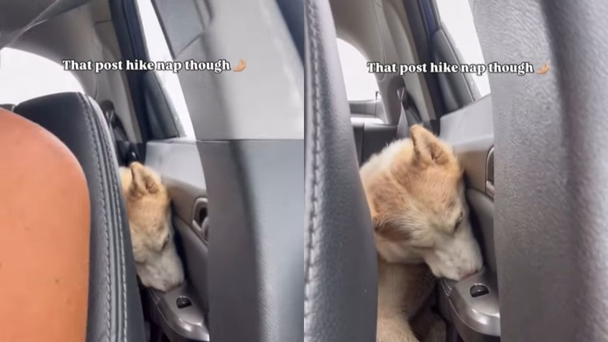 Dog's Post-Hike Nap Makes for an Adorable Video - DogTime
