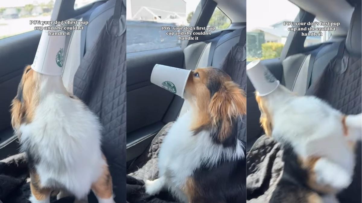 Video: Dog 'Couldn't Handle' Her First Ever Pup Cup - DogTime
