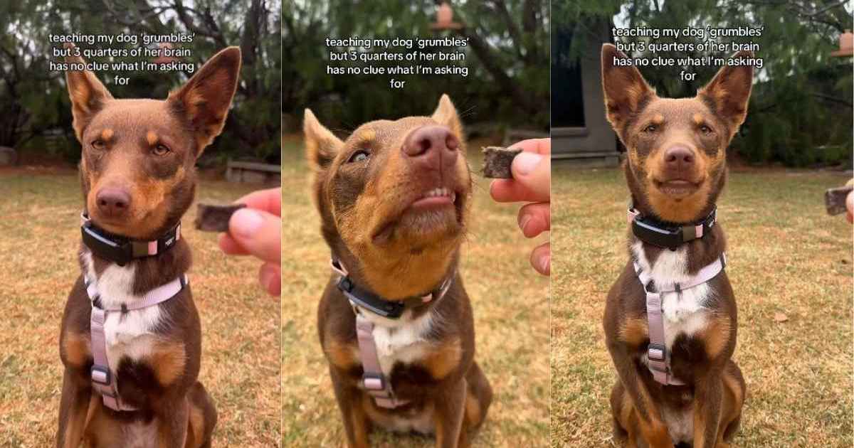 Video: Dog Reacts to Being Taught a New Trick - DogTime