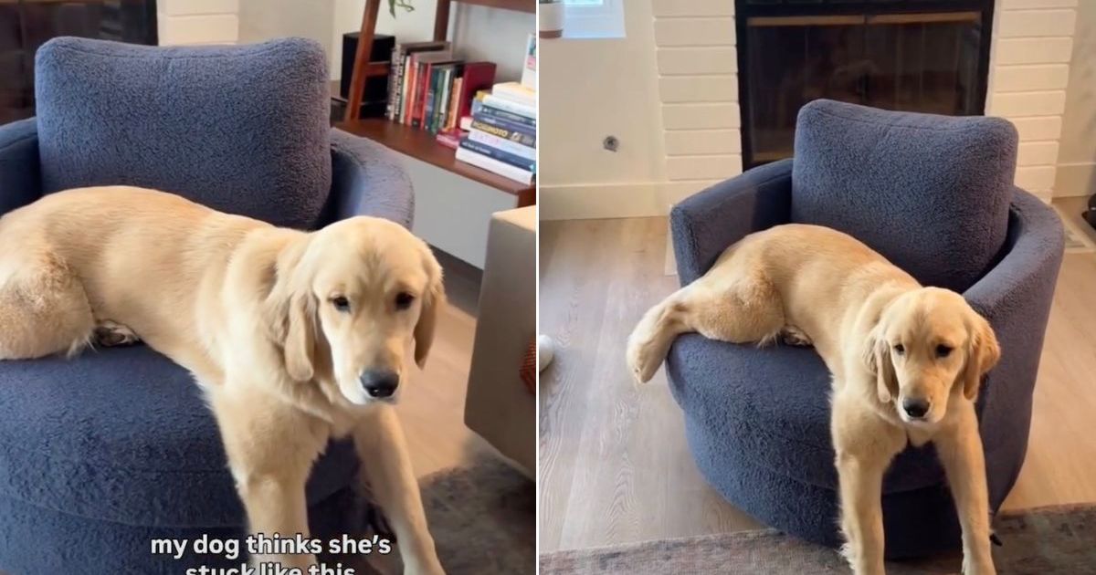 Golden Retriever Believes She's 'Stuck' in Adorable Video - DogTime