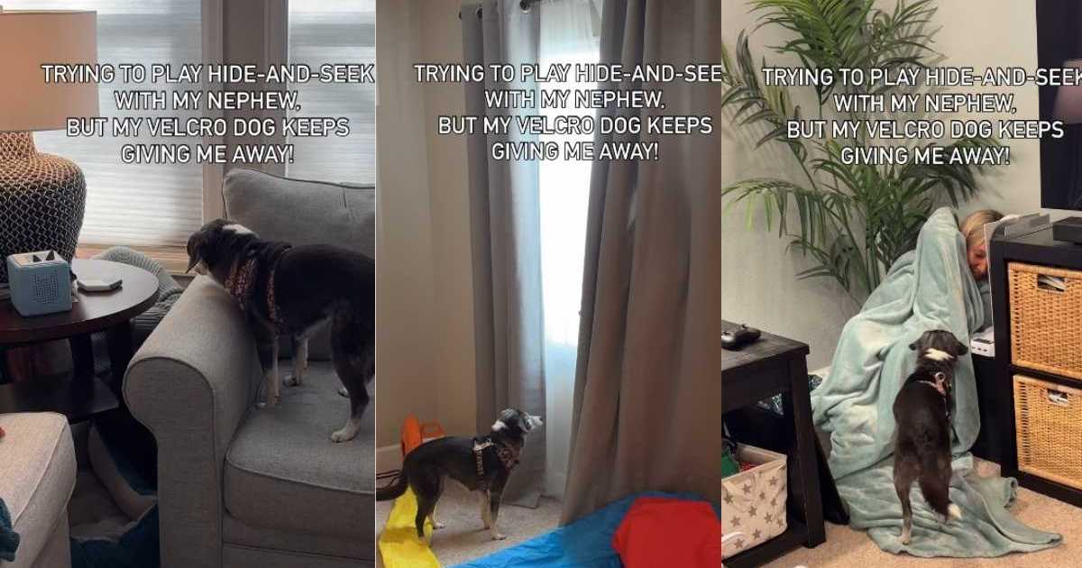 Dog Gives Away Owner’s Hide-and-Seek Hiding Spot in Viral Video - DogTime