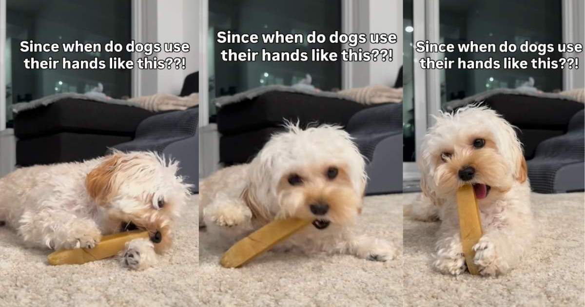 Video: Dog Uses Her Tiny Paws in Most Adorable Way - DogTime