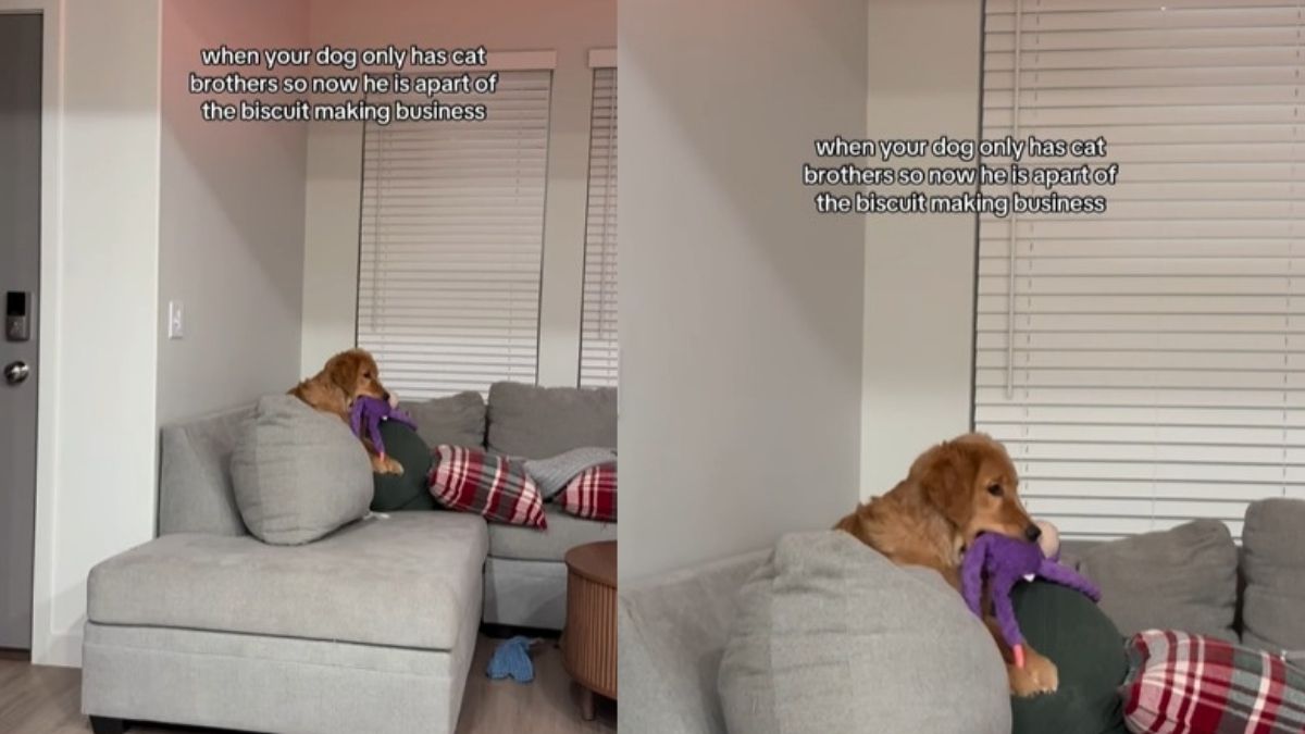 Video: Golden Retriever Goes Viral For Doing This Cat-Like Move - DogTime