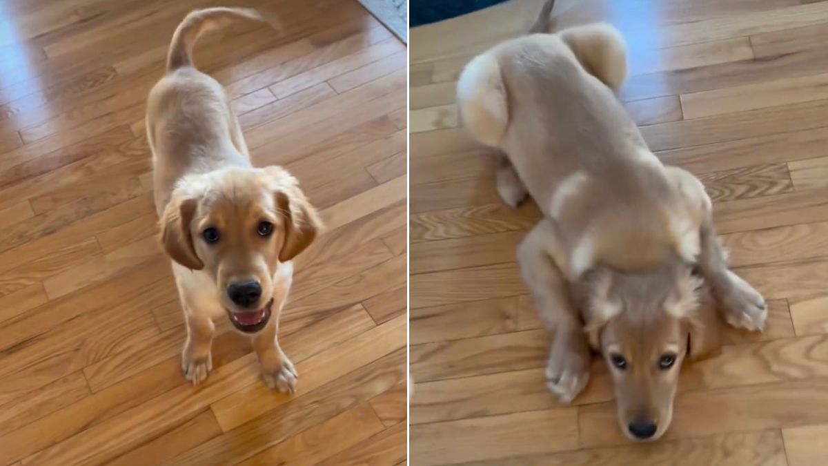 Puppy Is Still Learning How to Use His Legs in Adorable Video - DogTime