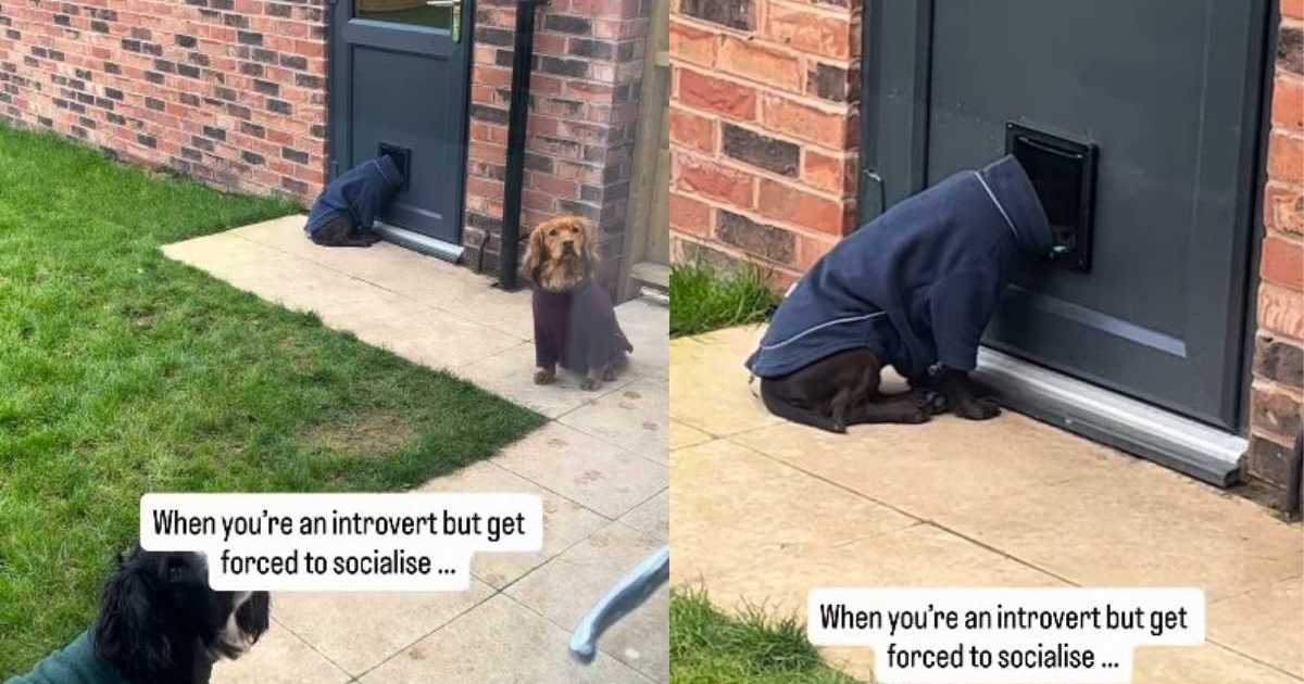 Dog Avoids Socializing in the Funniest Way in This Video - DogTime