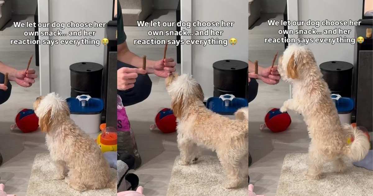 Video: Dog Reacts to Owner Letting Her Choose Her Own Snack - DogTime