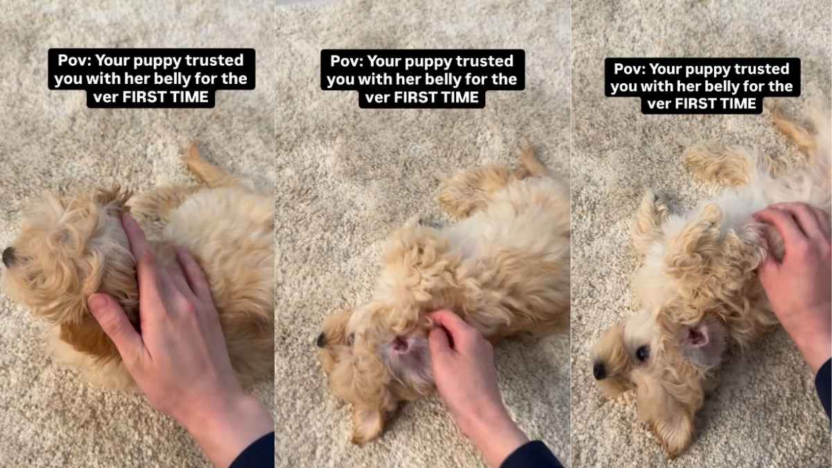 Video: Puppy Trusts Owner With Belly Rubs for First Time - DogTime